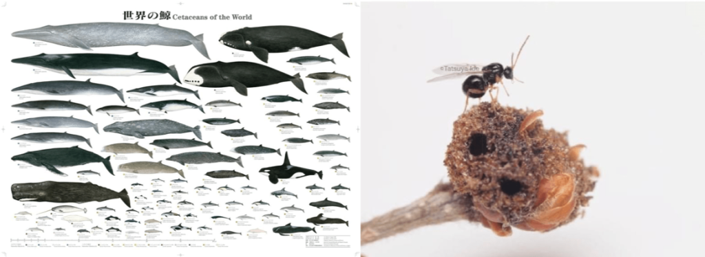 イベント | Drimon